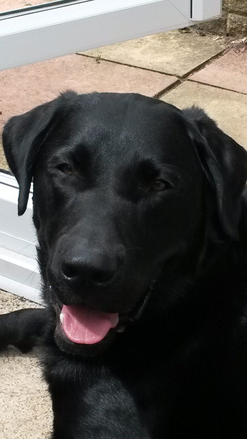 I cannot recommend All Canines Great and Small highly enough - All ...